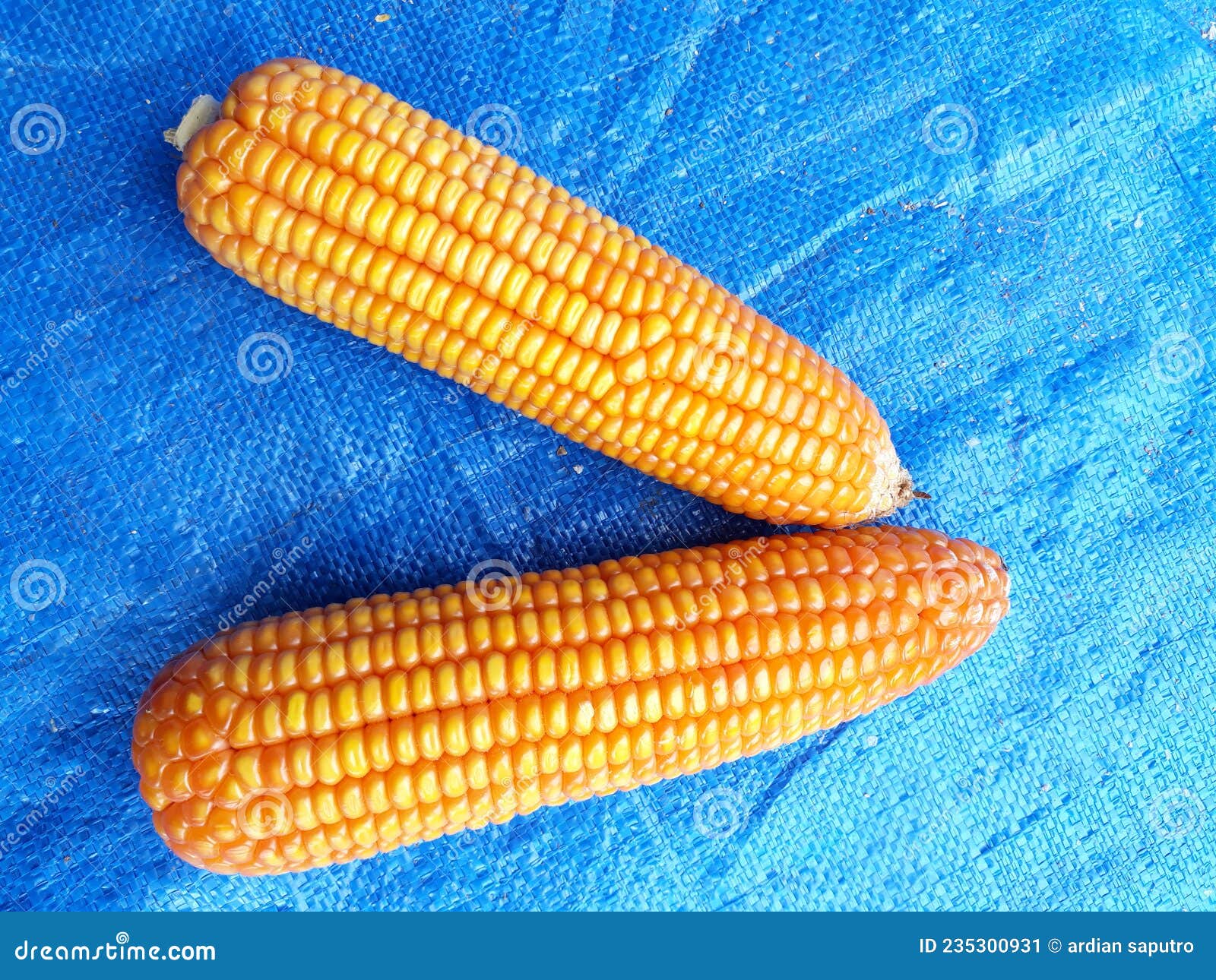 Old Corn is Separated from the Cob for the Drying Process Stock Image ...