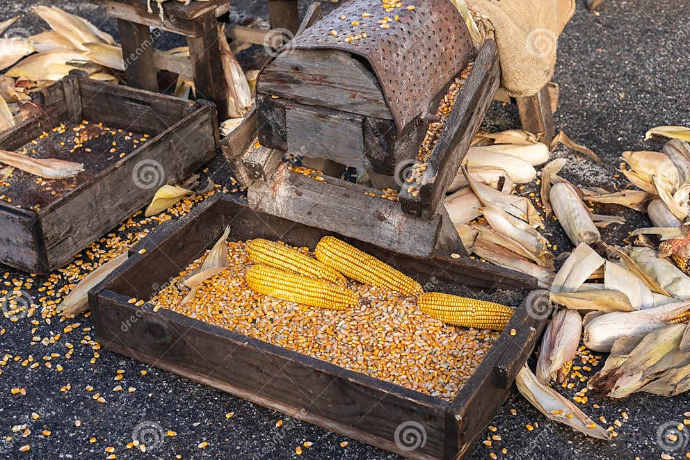 Old Corn Sheller, Corn Flake Machine, Grater Tool, Corncobs. Stock ...