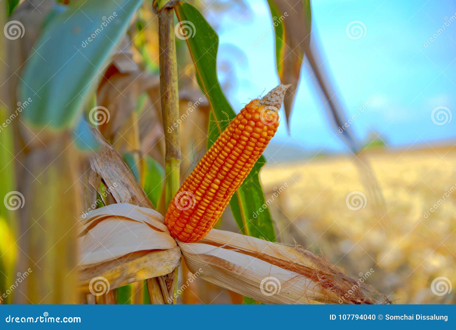 The Old Corn in Thailand, Corn Close Up Stock Photo - Image of garden ...