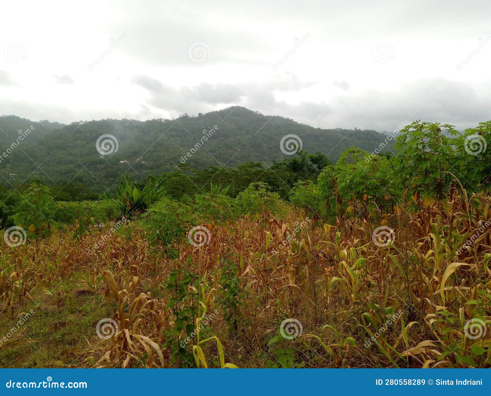 Old Corn Trees are Yellow Brown Surrounded by Cassava Trees with Green ...