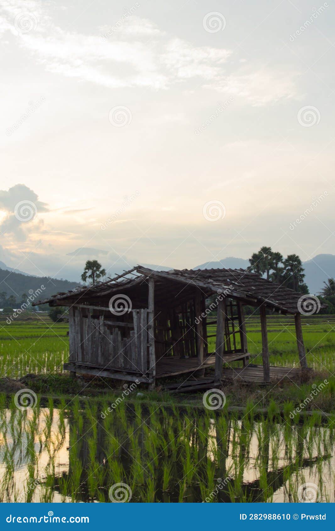 Old Cottage in Green Rice Field Stock Photo - Image of hovel, cabin ...
