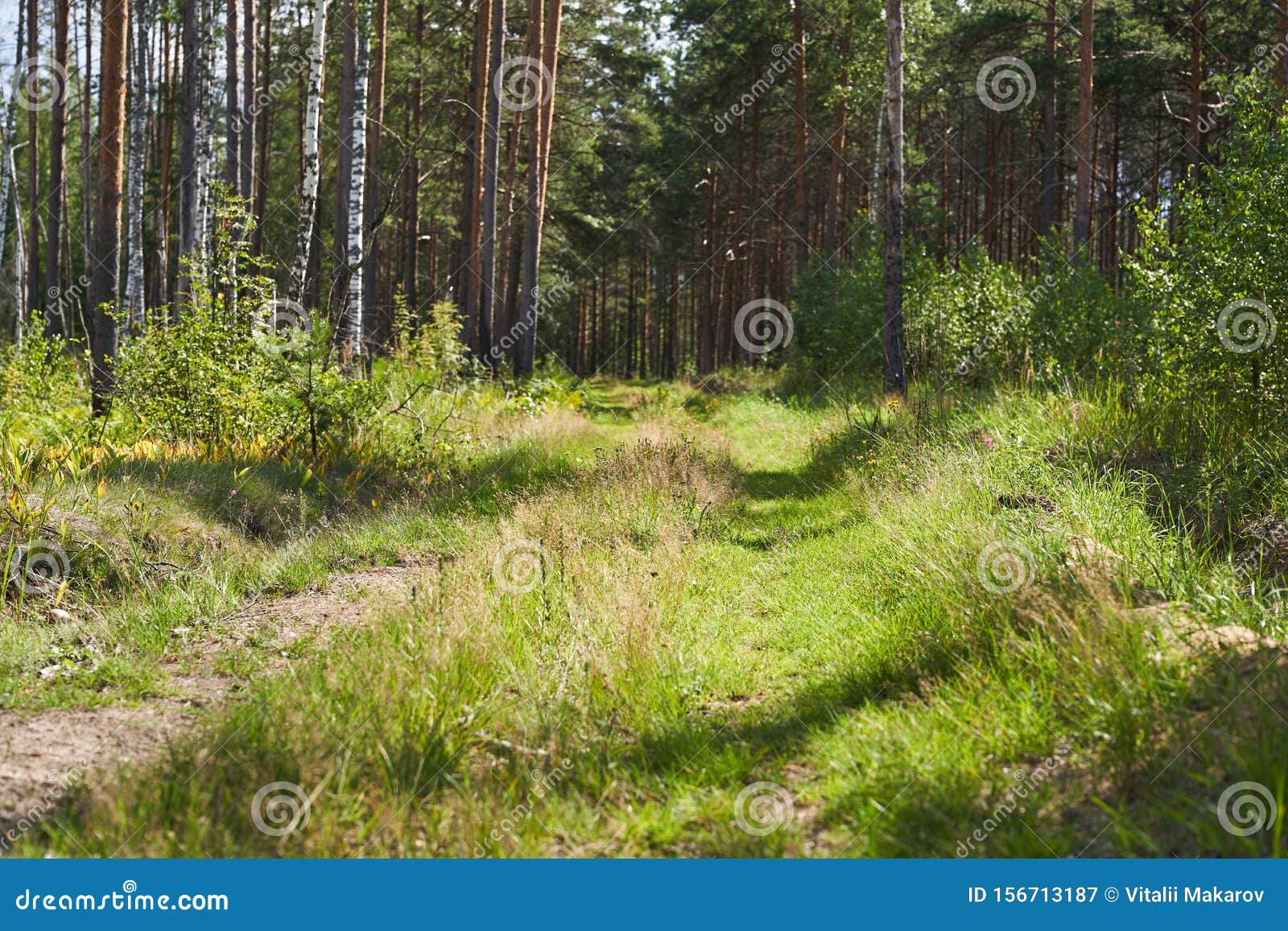 Old Country Dirt Road in the Middle of the Forest Stock Image - Image ...
