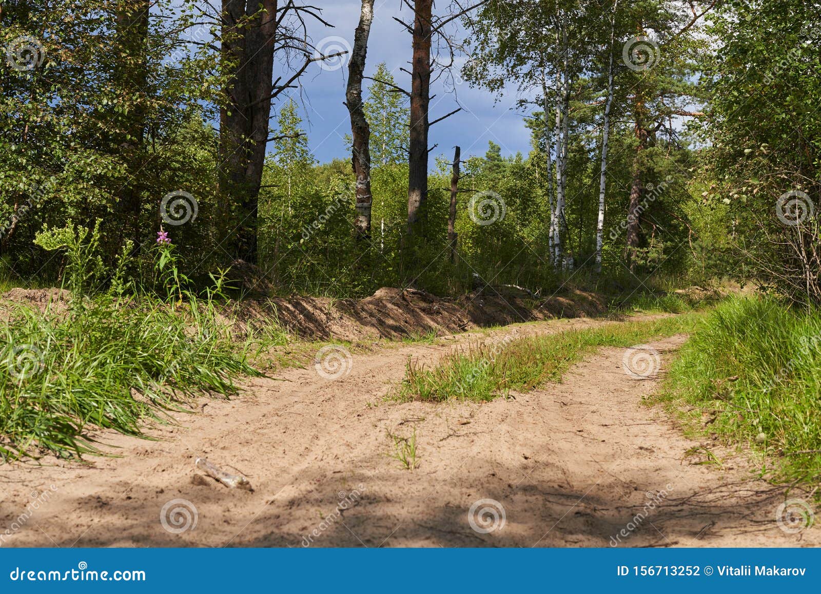 Old Country Dirt Road in the Middle of the Forest Stock Photo - Image ...