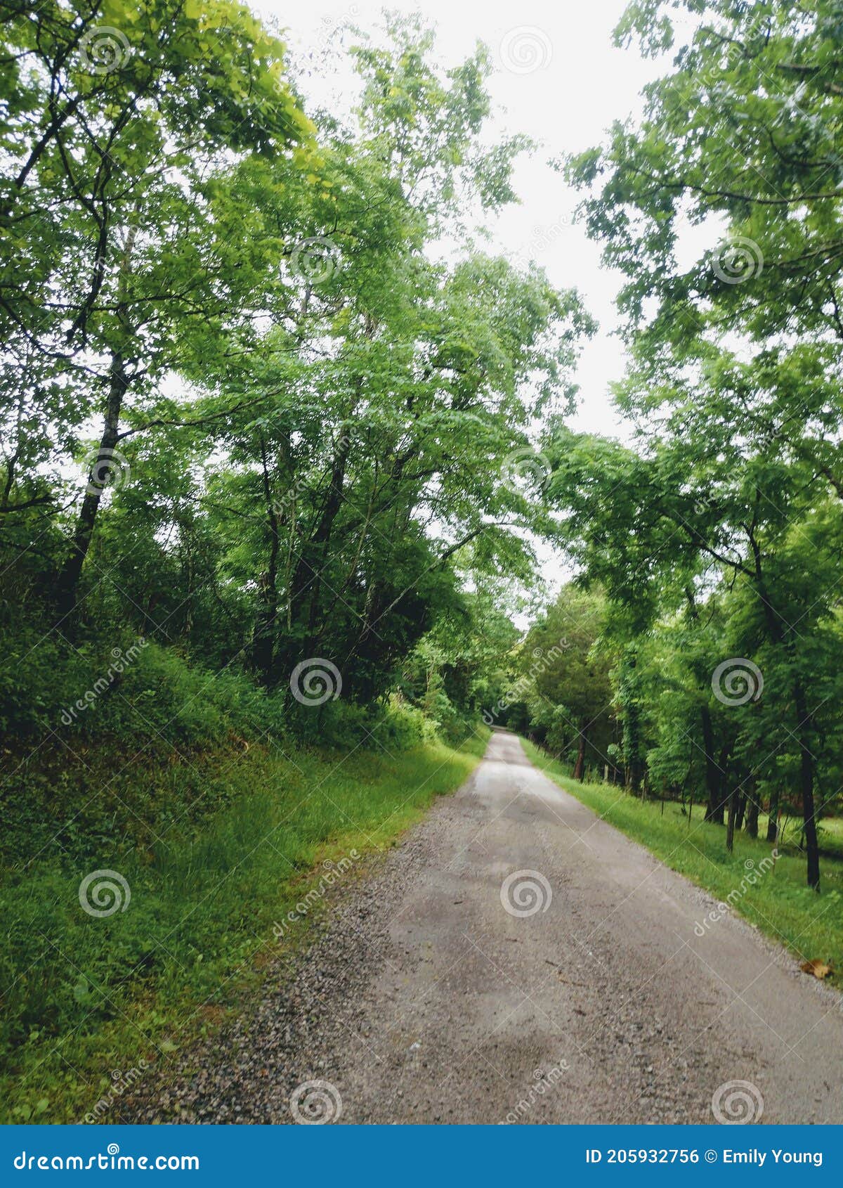 Old country road stock photo. Image of leaf, trail, nature - 205932756