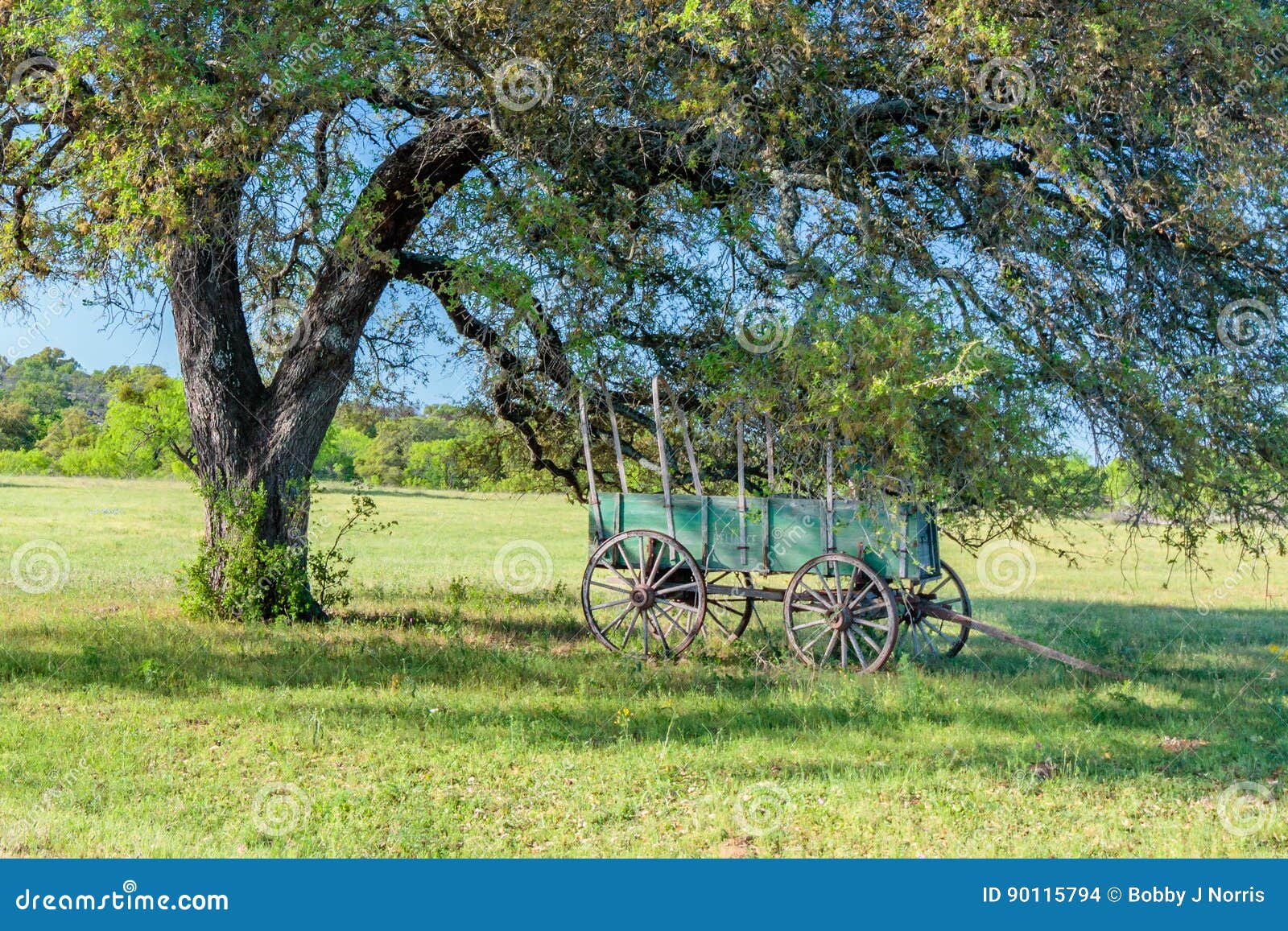 Old Covered Wagon Under the Oak Tree Stock Photo - Image of llano, line ...