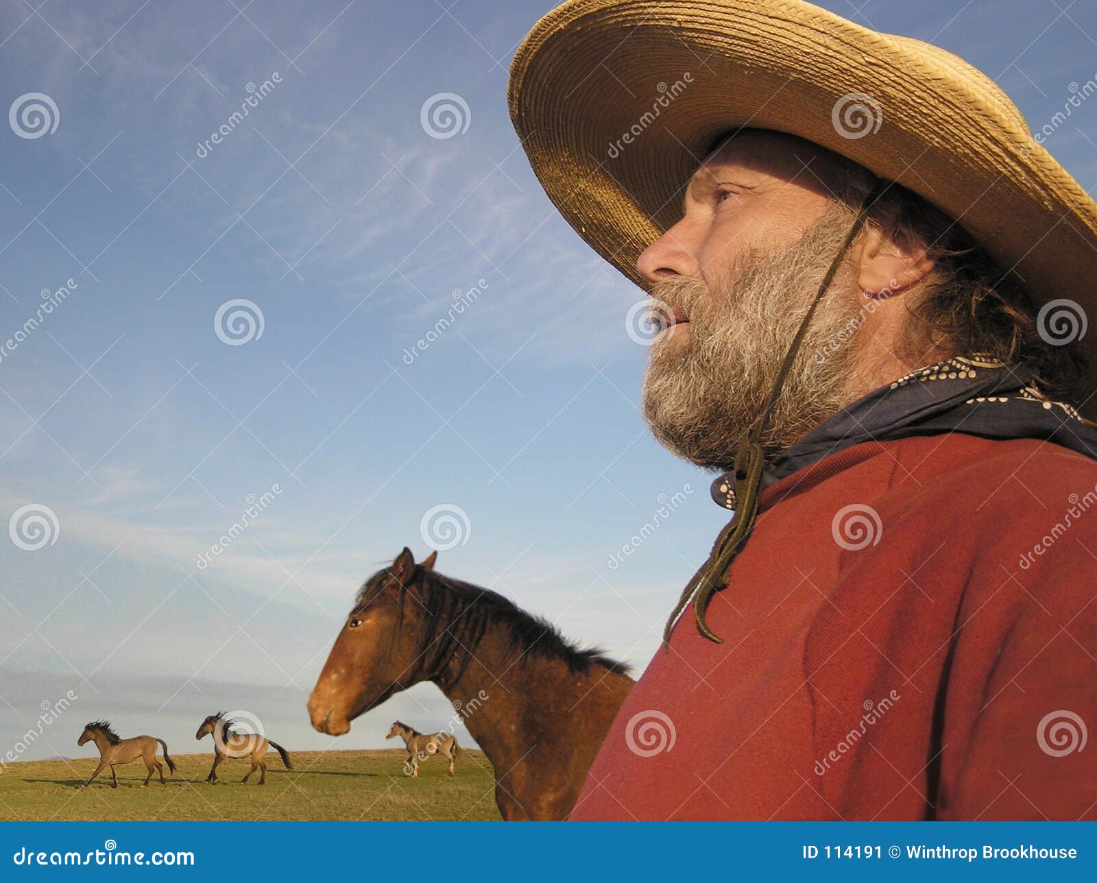 Old Cowboy stock image. Image of courage, horse, mare, equine - 114191