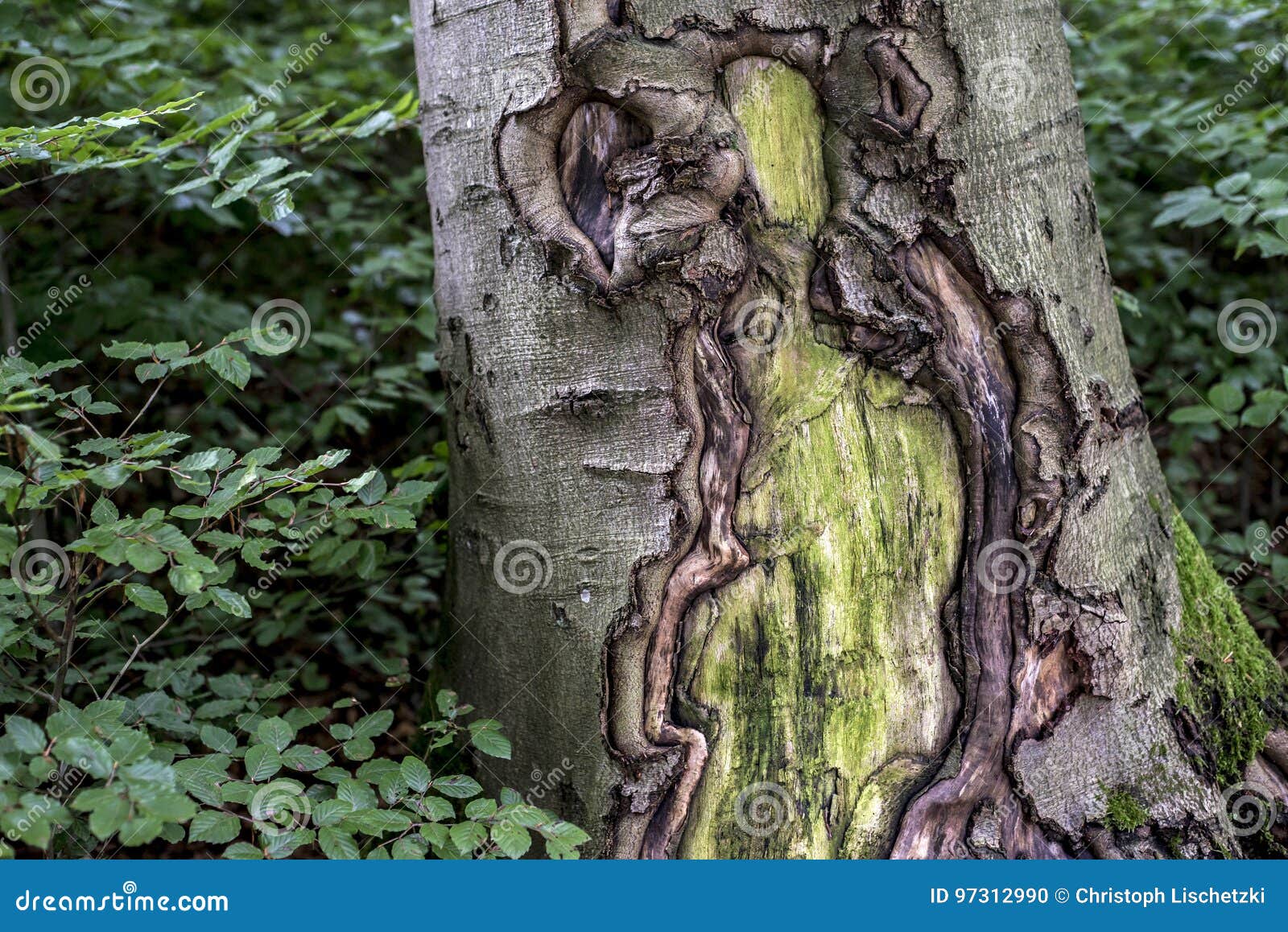 Old Cracked Creepy Mossy Tree Bark Cortex Texture with Green Plant ...