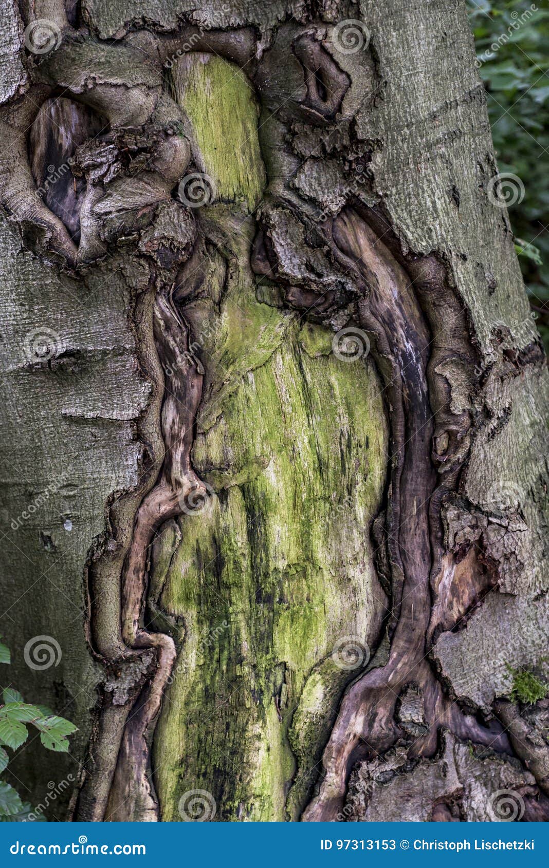 Old Cracked Creepy Mossy Tree Bark Cortex Texture with Green Plant ...