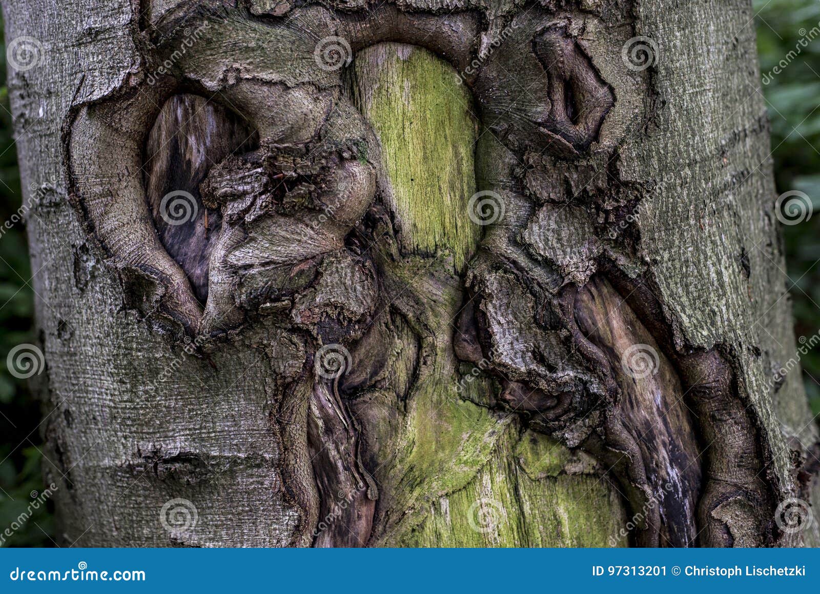 Old Cracked Creepy Mossy Tree Bark Cortex Texture With Green Plant ...