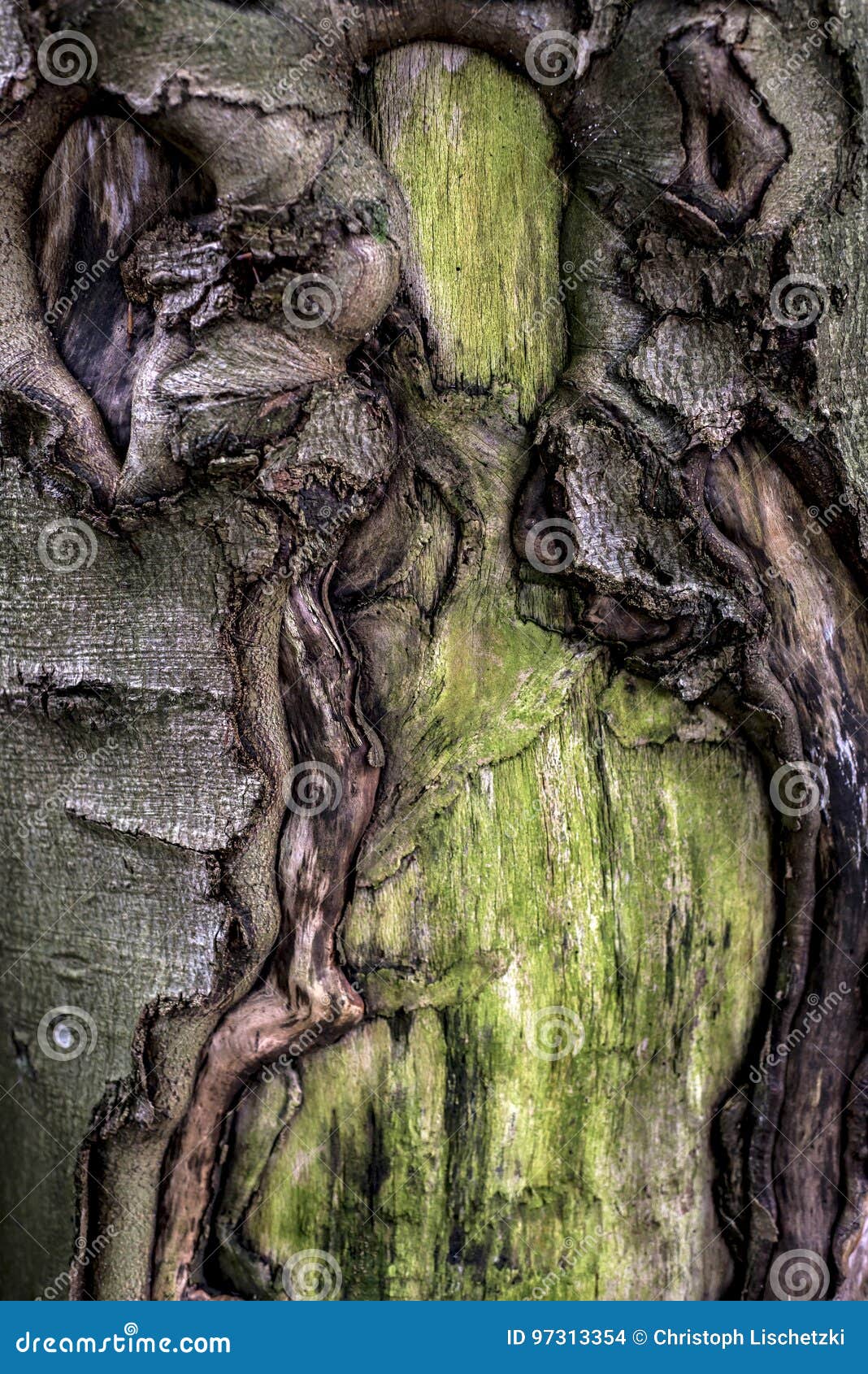 Old Cracked Creepy Mossy Tree Bark Cortex Texture With Green Plant ...