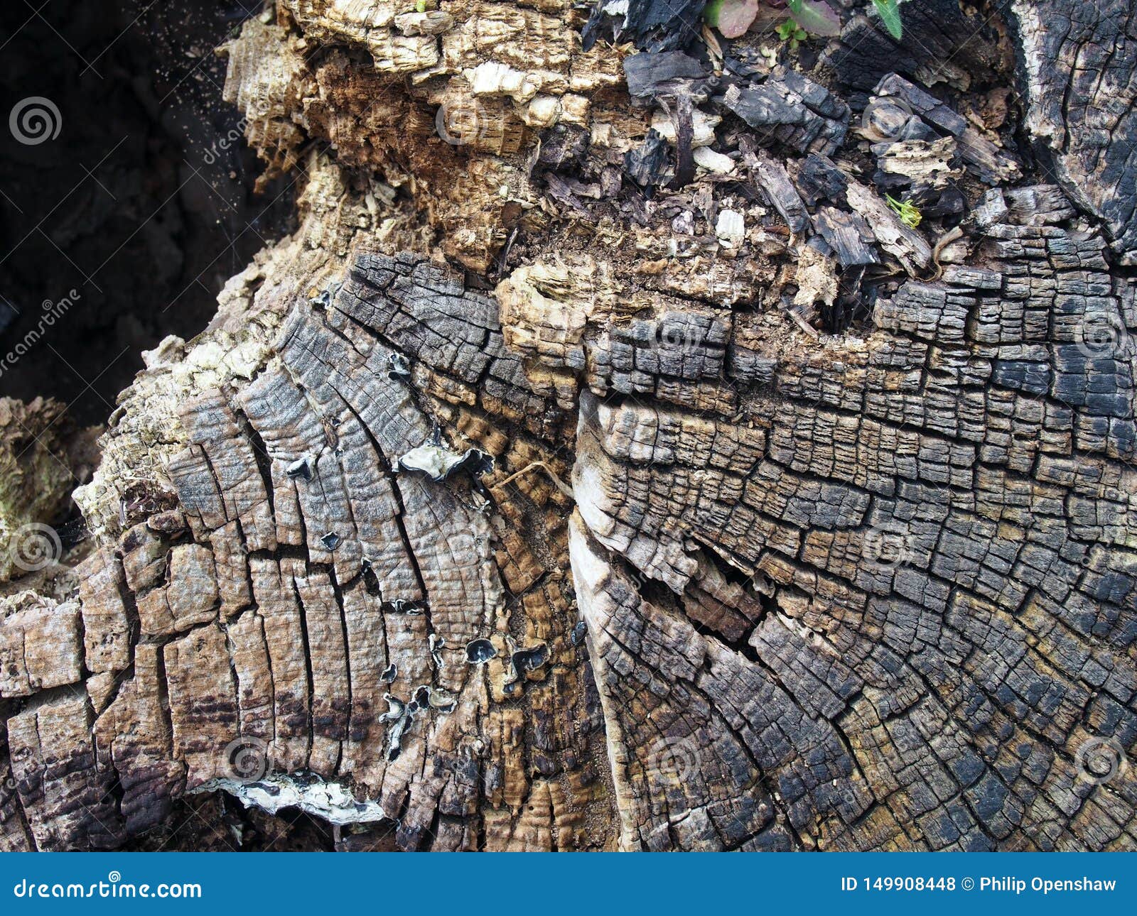 Old Cracked Decaying Timber Surface with Tree Rings and Lines in a ...