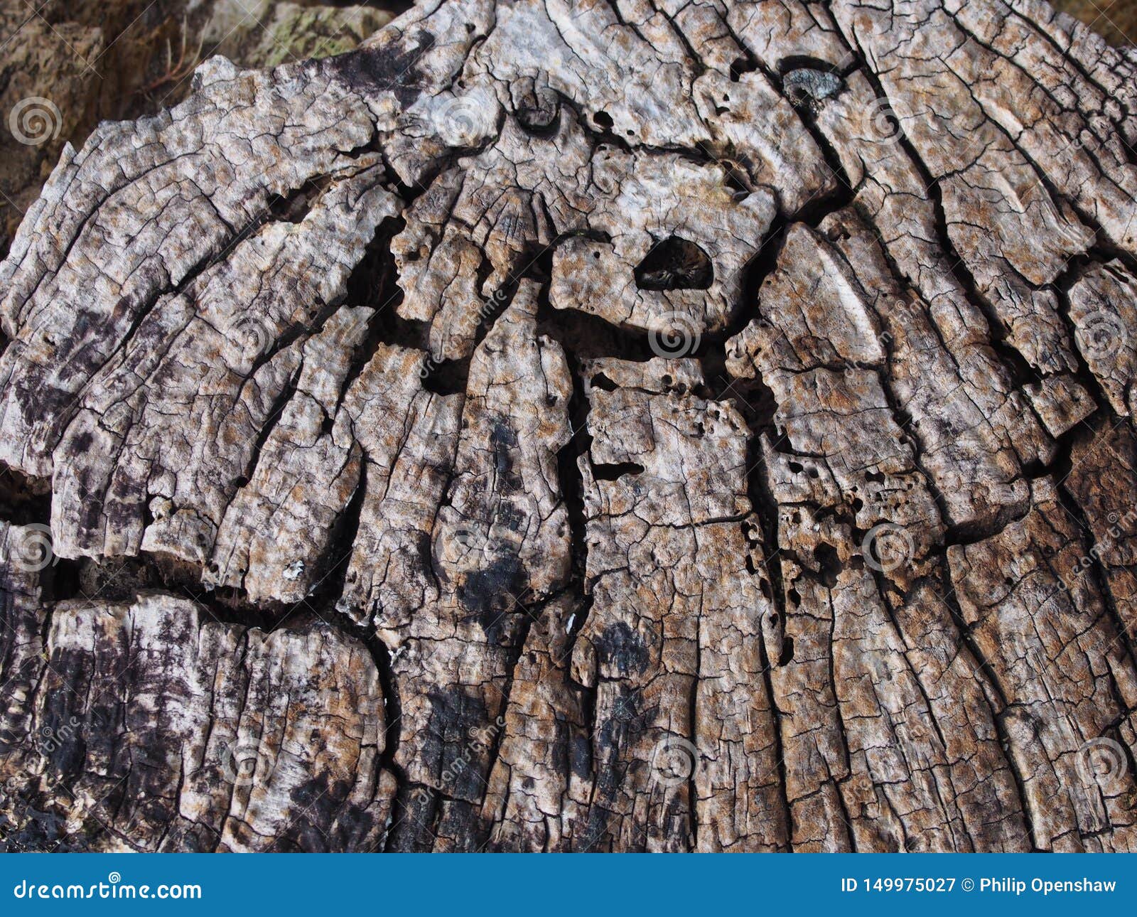 Old Cracked Decaying Timber Surface with Tree Rings and Lines in a ...