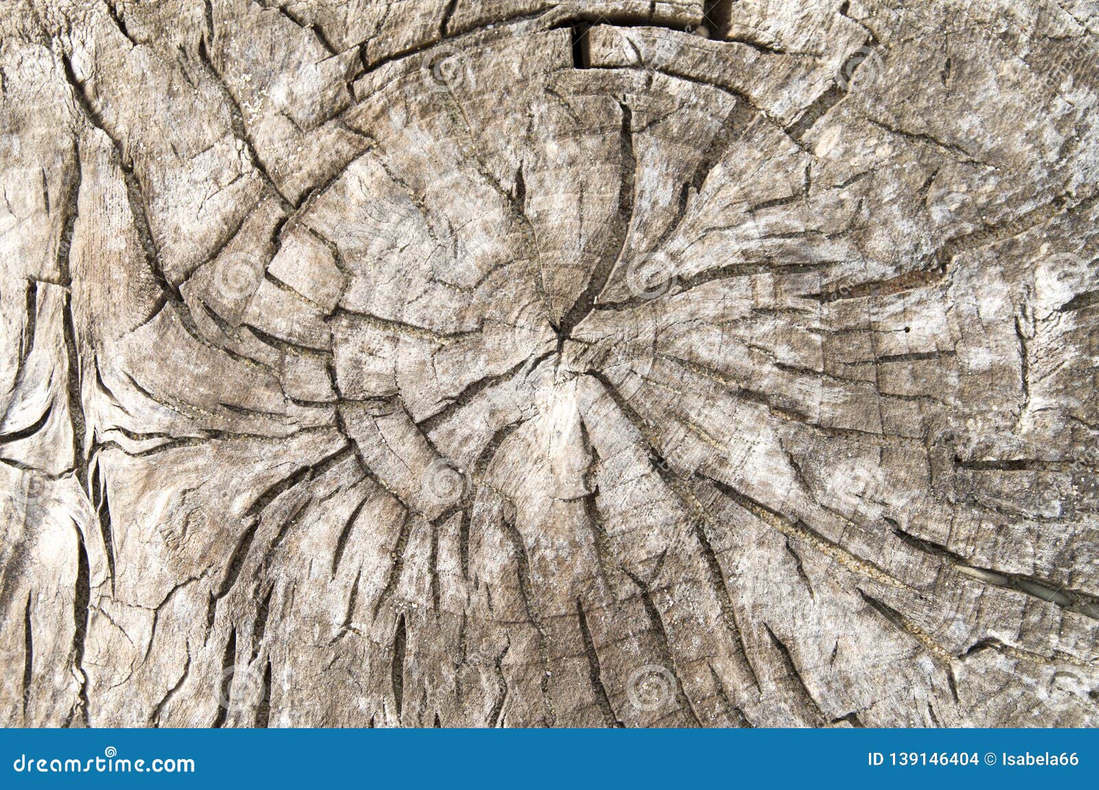 Old Cracked Log on the Beach Stock Photo - Image of round, outdoor ...