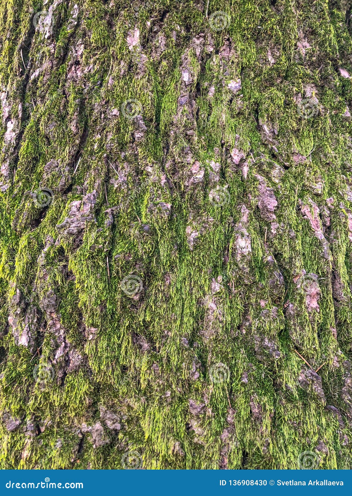 Old Cracked Mossy Tree Bark Texture with Green Plant Stock Photo ...
