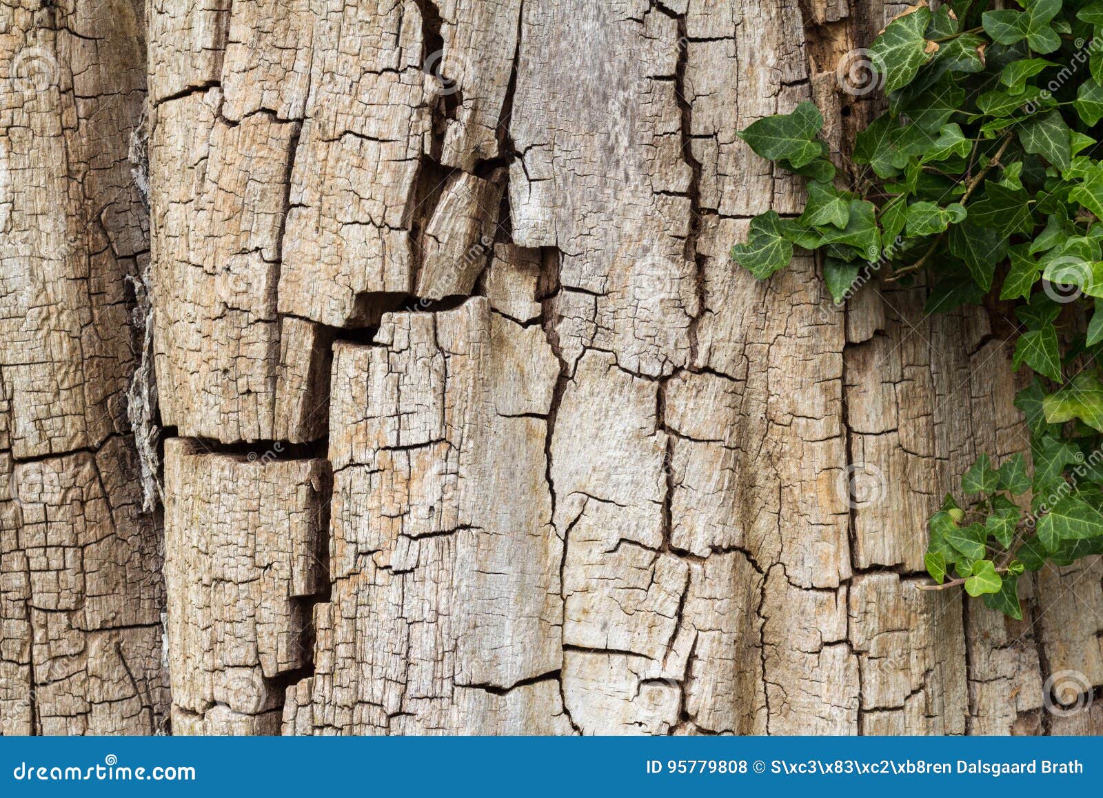 Old Cracked Tree Bark Partially Covered in Ivy, Horizontal with Copy ...