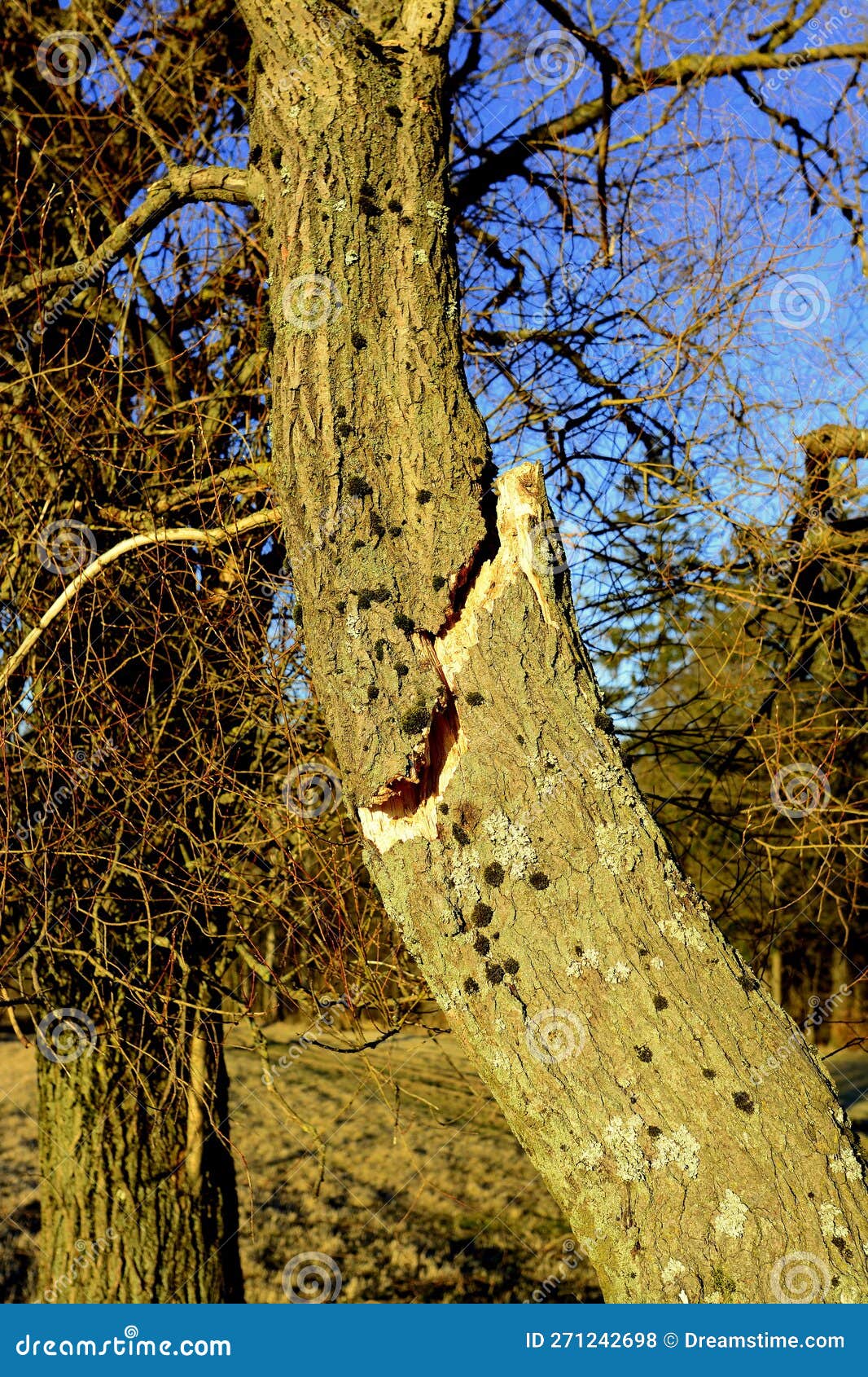 Cracked Tree Bark Royalty-Free Stock Photography | CartoonDealer.com ...