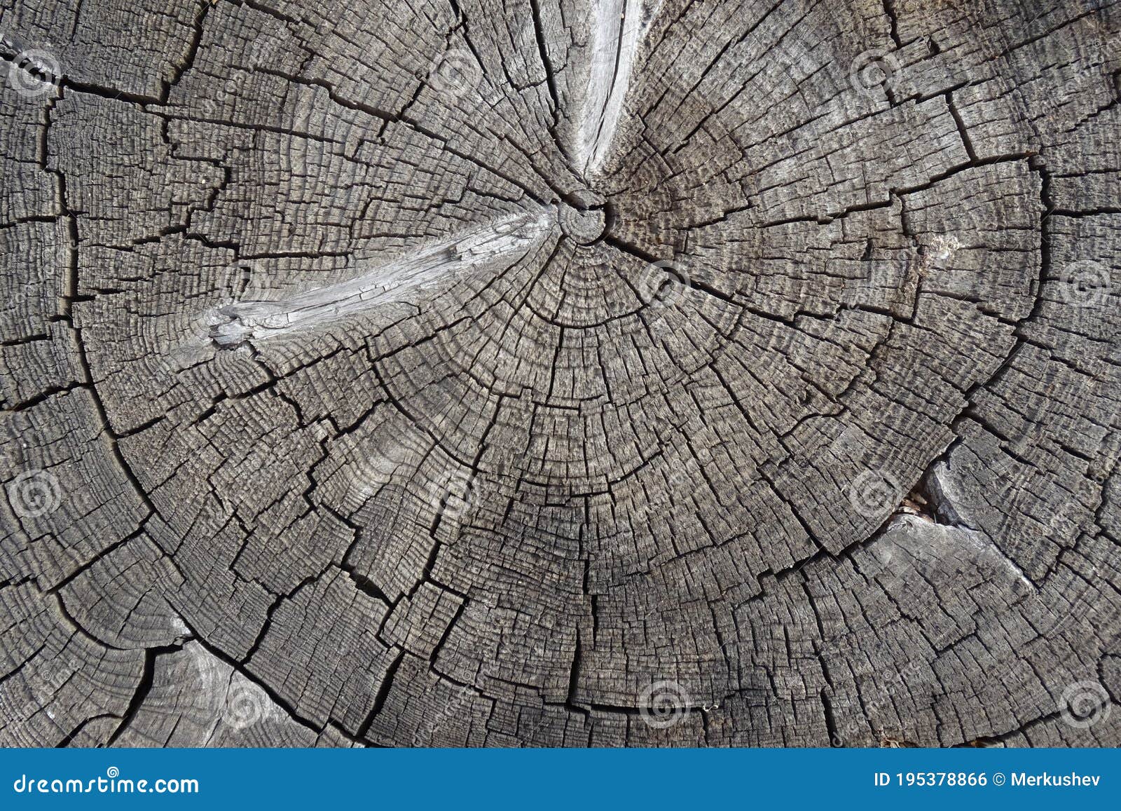 Old Cracked Tree Stump Texture. Wooden Background. Stock Photo - Image ...
