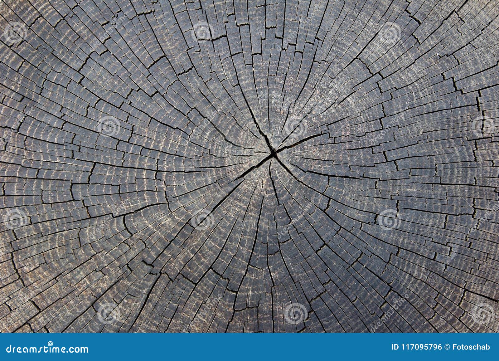 Old, Cracked Tree Trunk Cross Section Wood Background Texture. Royalty ...