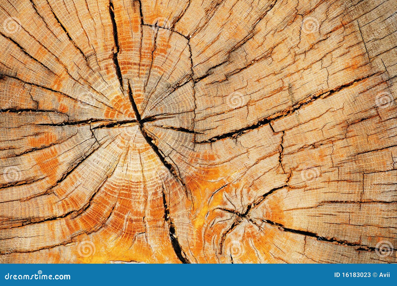 Old Cracked Tree Trunk Cut Texture Stock Image - Image of cross, forest ...