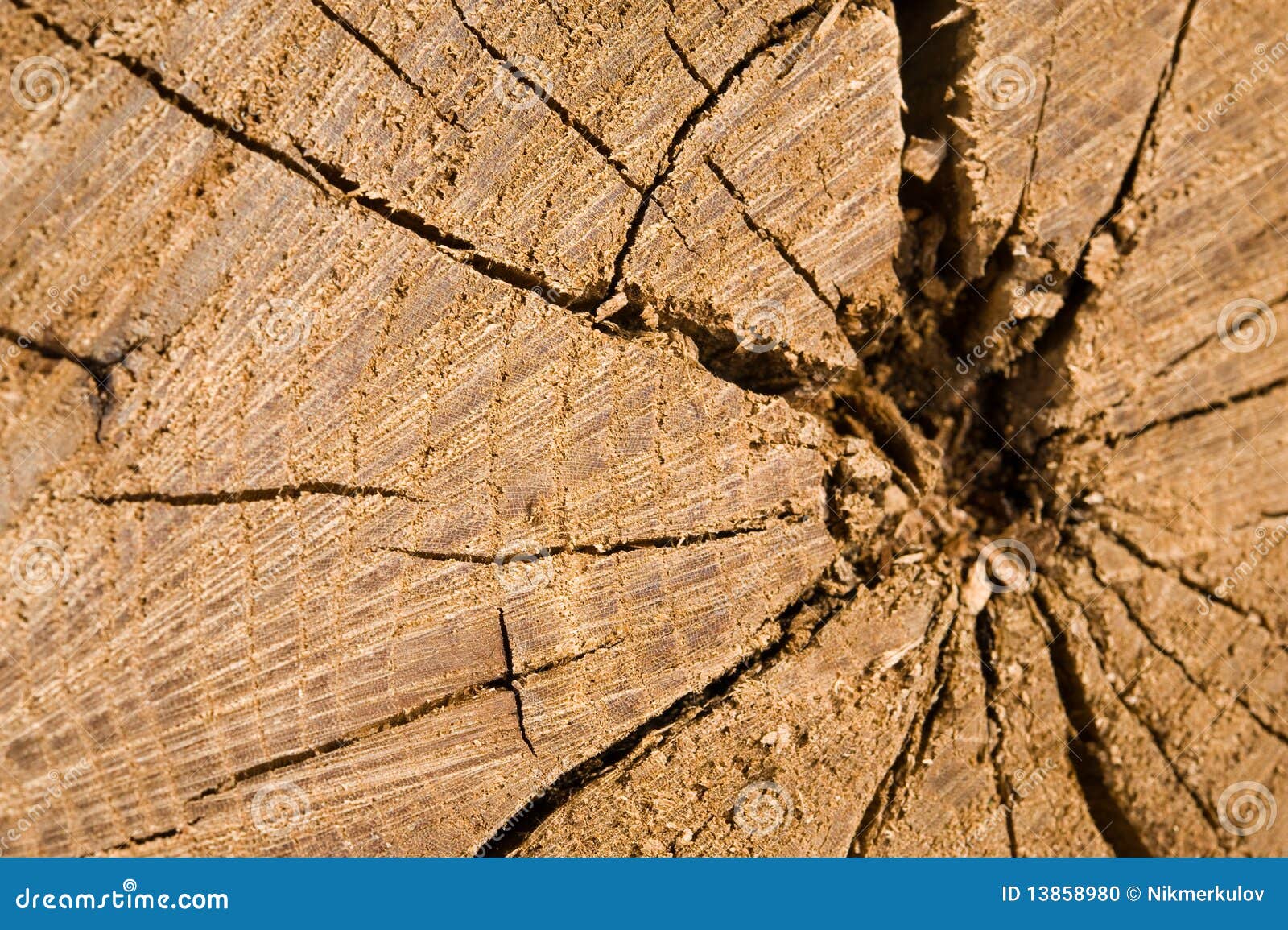 Old cracked wood stock photo. Image of abstract, macro - 13858980