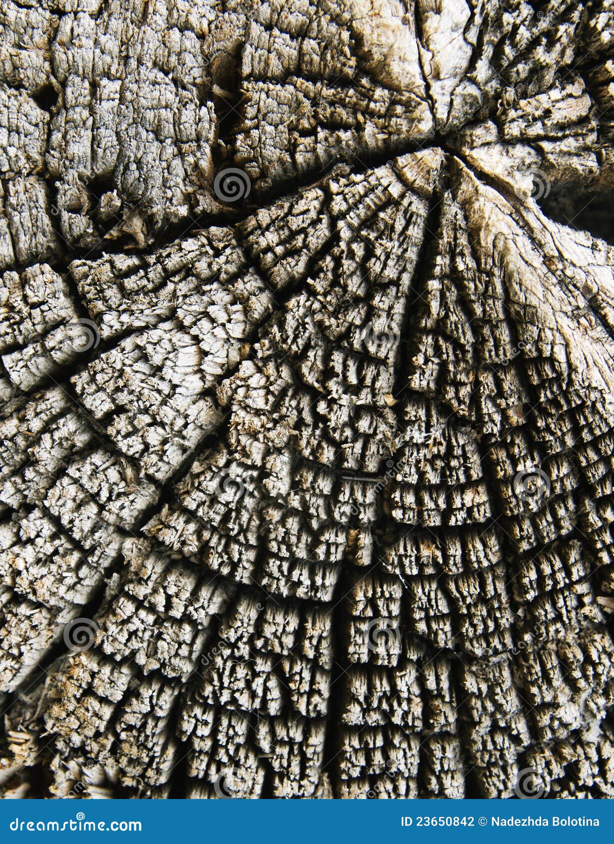 Old cracked wood stock photo. Image of aging, backgrounds - 23650842