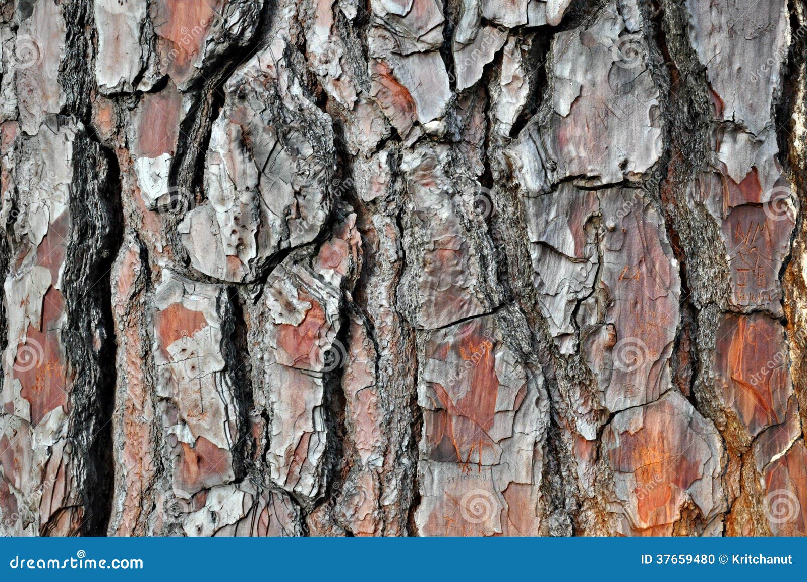 Wood Bark Texture Stock Image | CartoonDealer.com #116649835