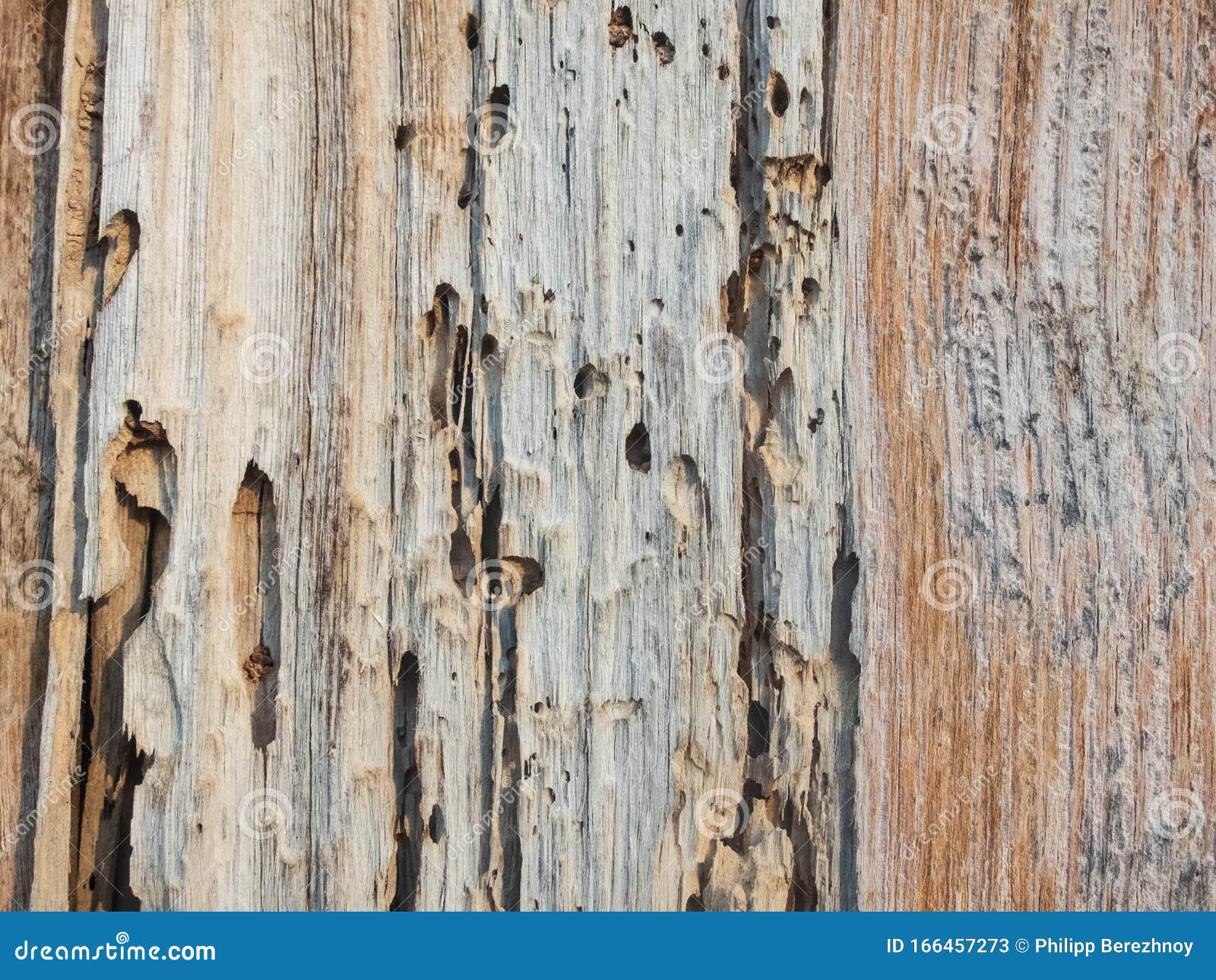 Old Cracked Wood with Wormholes. Wood Texture Background Stock Image ...