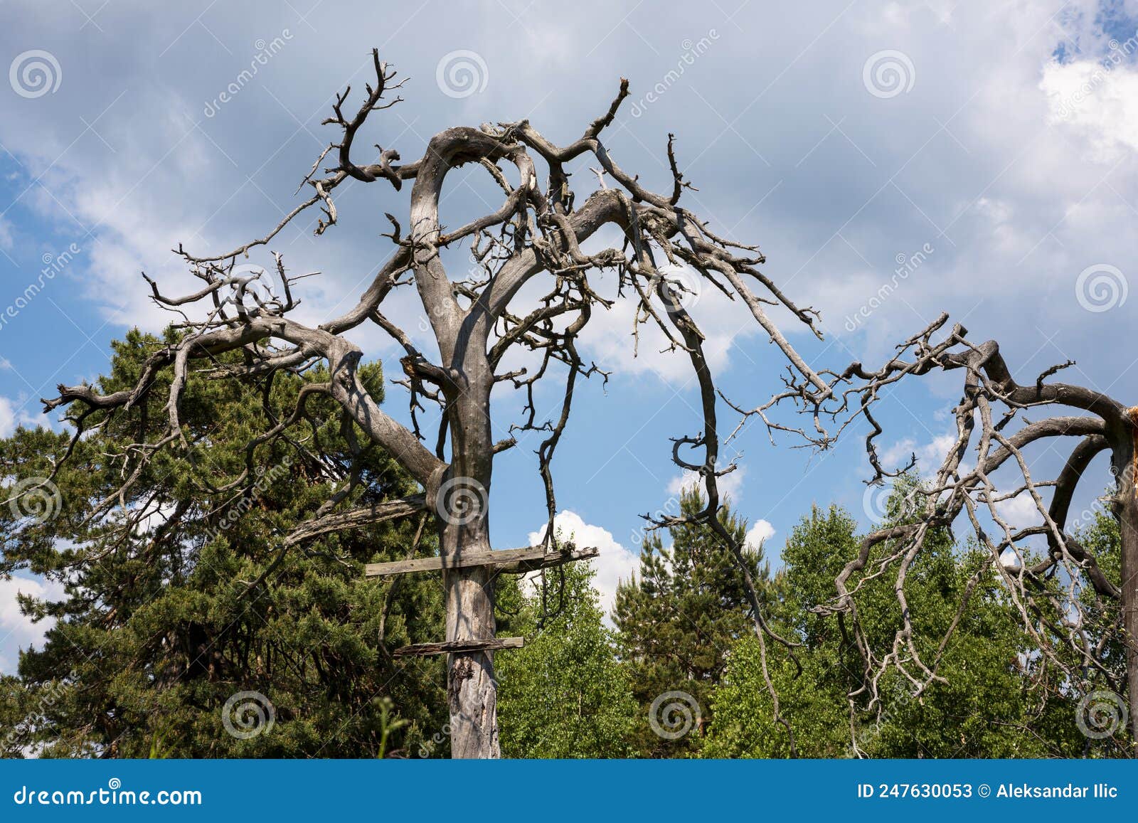 Old Creepy Tree in the Forest Stock Image - Image of clouds, enchanted ...