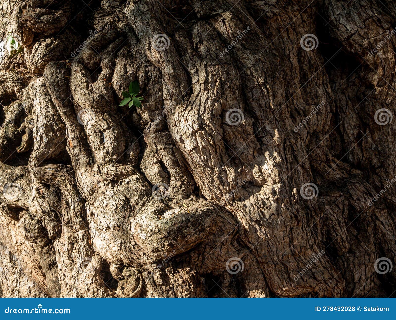 Old Crevices, Wrinkles and Distortions on the Trunk of the Ancient ...