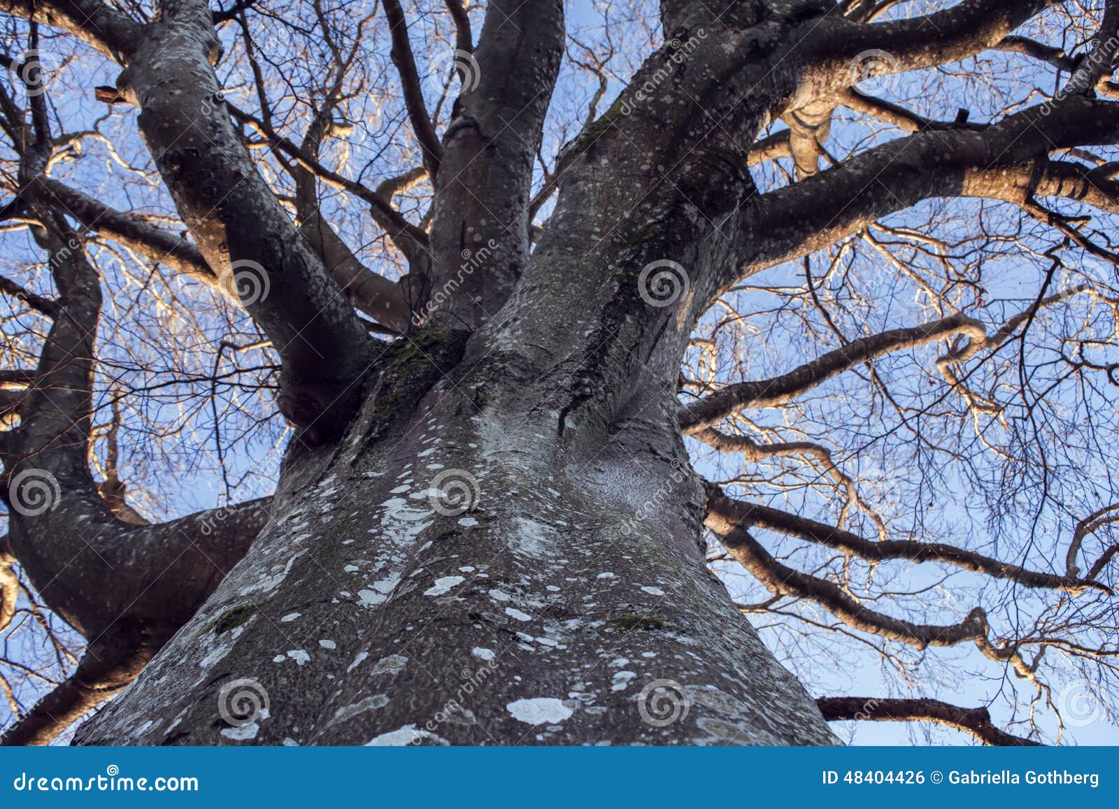 Old, Crooked, Antlered and Bare Tree Stock Photo - Image of nature ...