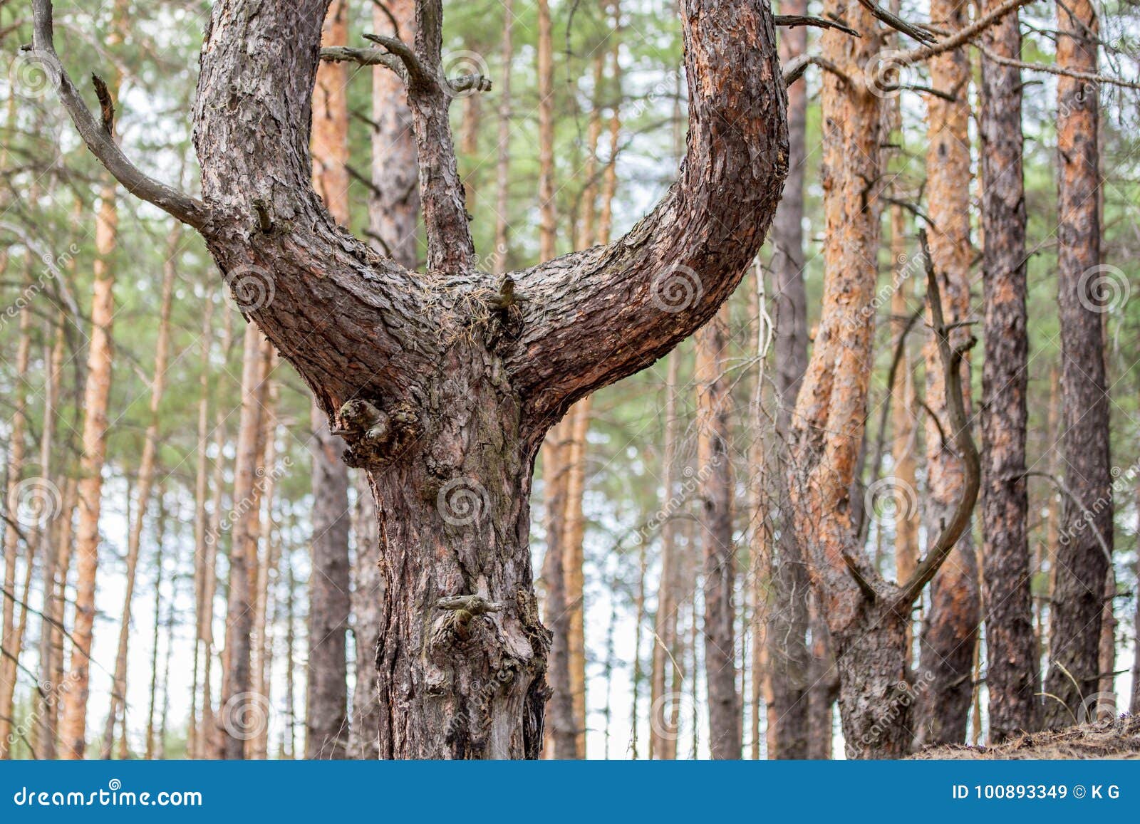 Old Crooked Pine Tree in a Coniferous Forest after Beeing Cut Grew Up ...