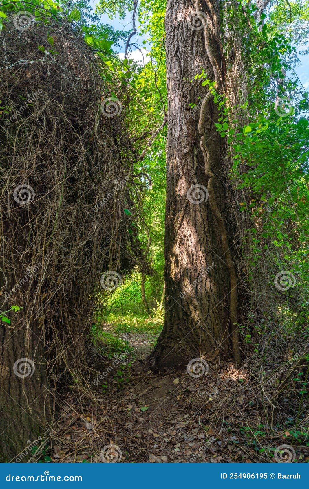 Old Crooked Tree in the Green Forest Stock Image - Image of mossy ...