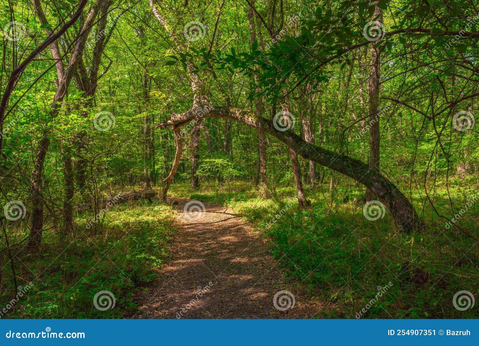 Old Crooked Tree in the Green Forest Stock Image - Image of europe ...