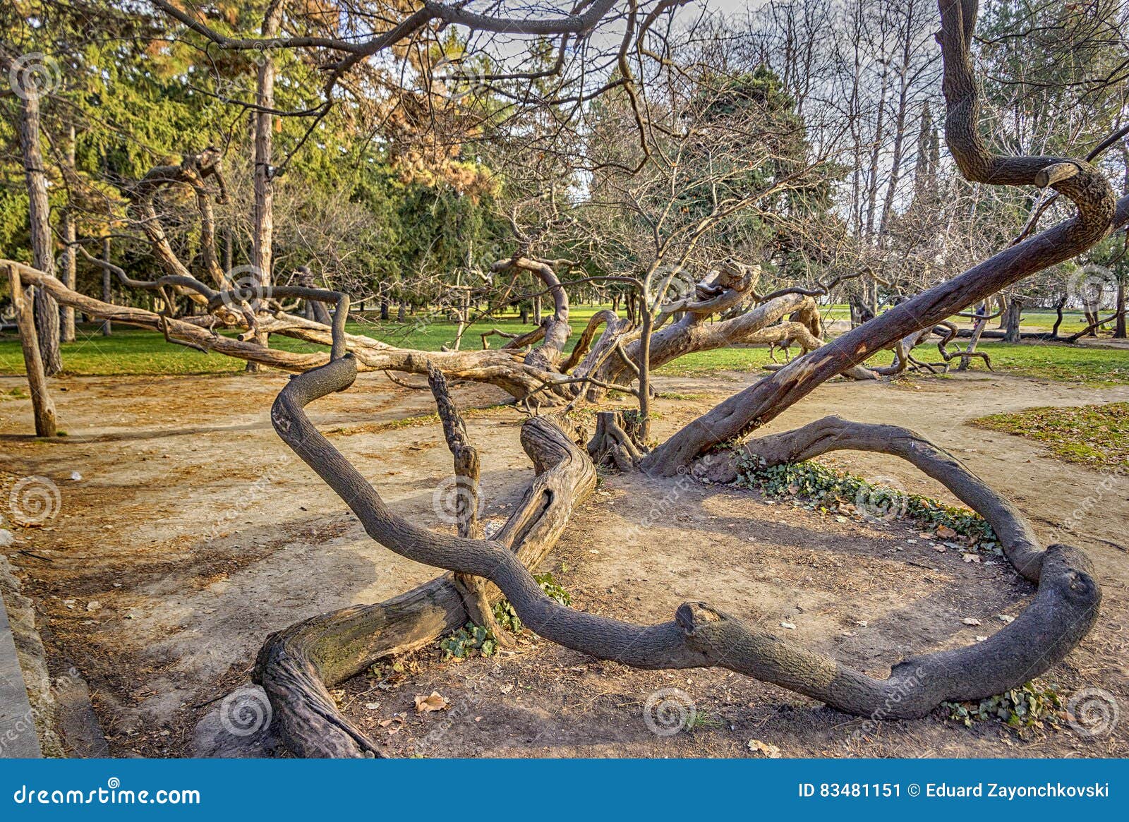 Old crooked tree stock image. Image of leaves, meadow - 83481151