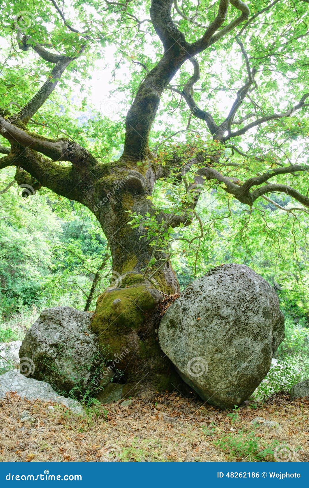 Old Crooked Tree Surrounded by Big Stones Stock Photo - Image of jungle ...