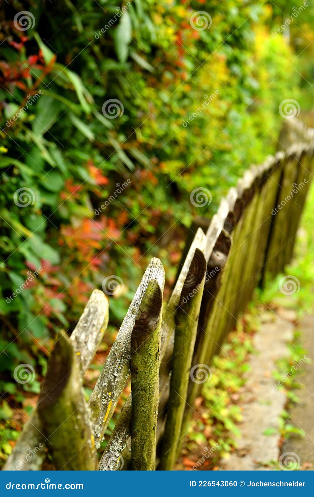 Old crooked wooden fence stock photo. Image of crooked - 226543060