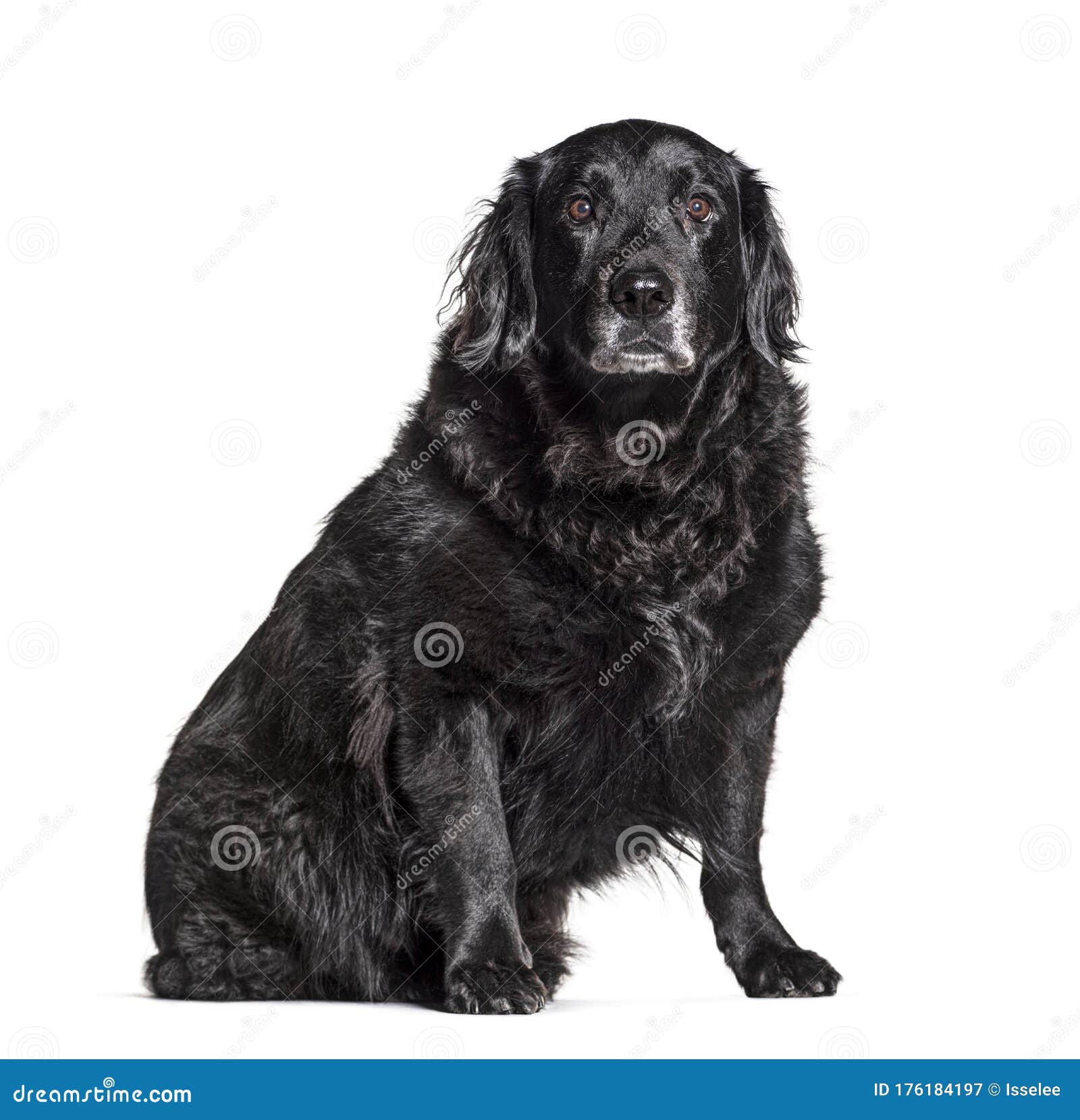 Old Crossbreed Dog Graying, Isolated Stock Image - Image of aging ...