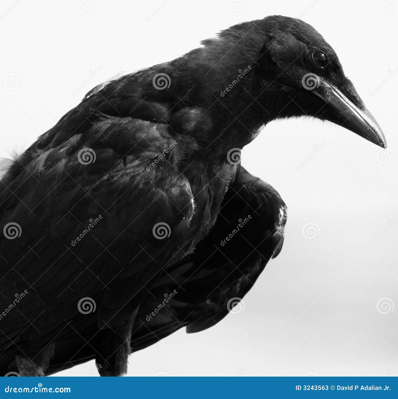 Old Crow in Black and White Stock Image - Image of corvis, mythology ...