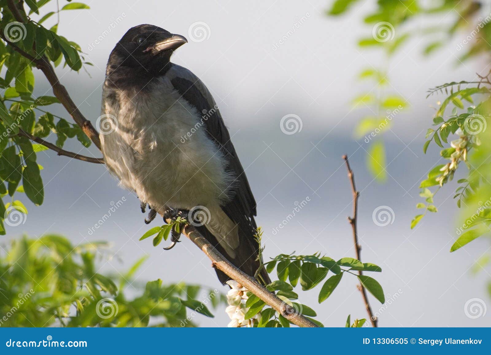 Old Crow on a branch stock image. Image of crow, beautiful - 13306505