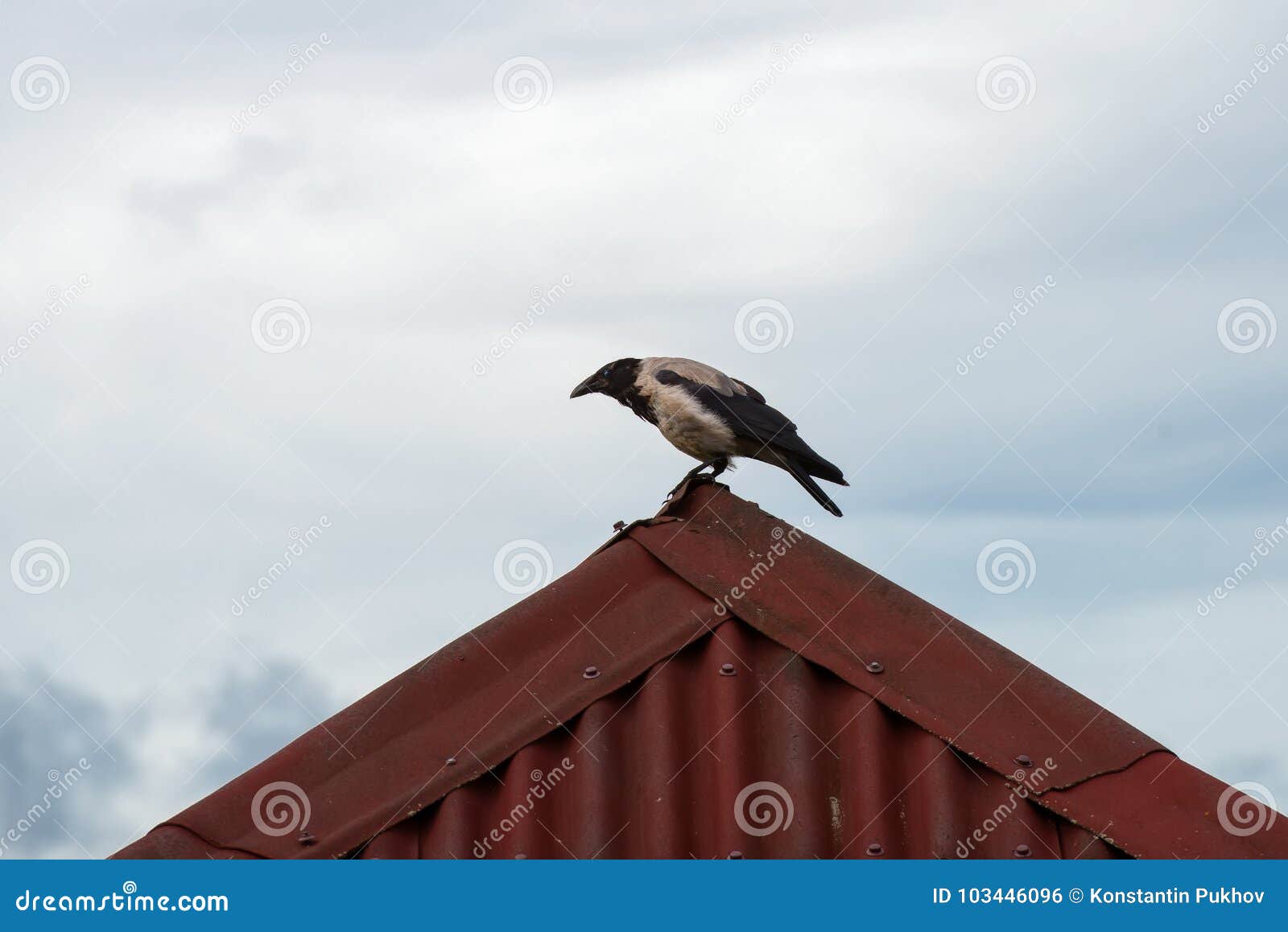 Old crow stock photo. Image of remote, life, crow, green - 103446096