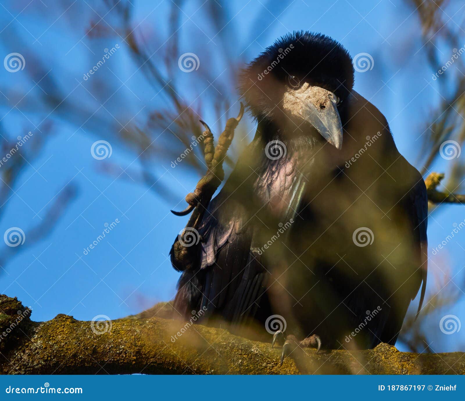 Old Crow Sitting Behind Branches in a Tree Stock Image - Image of tree ...