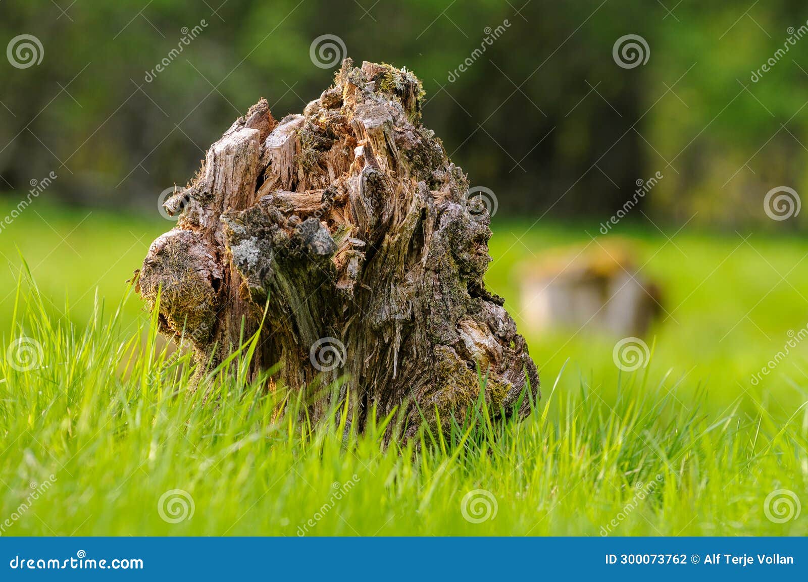 A tree stump in the grass stock photo. Image of stump - 300073762