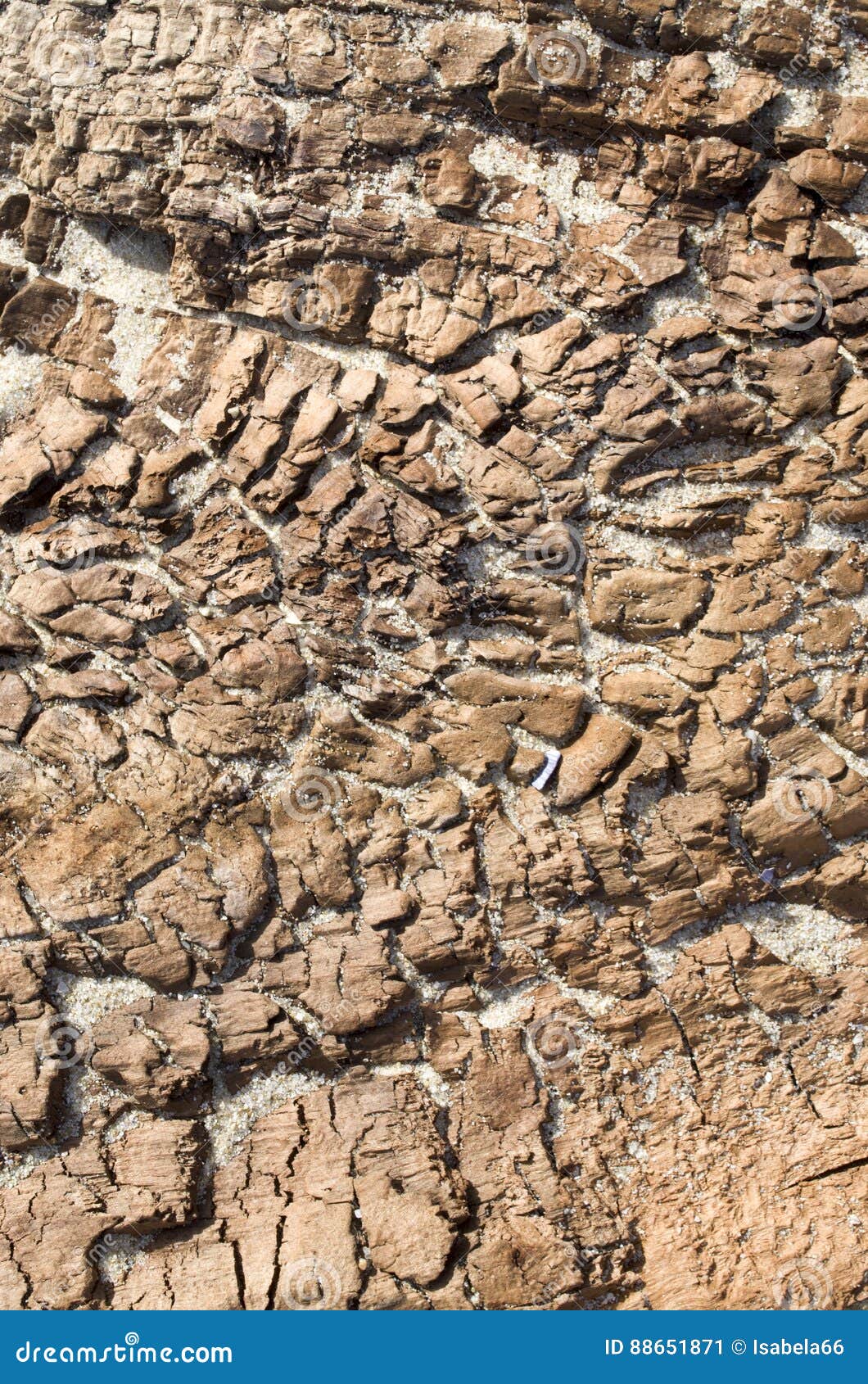 Old Crumbling Tree on the Beach Stock Image - Image of molder, crumble ...
