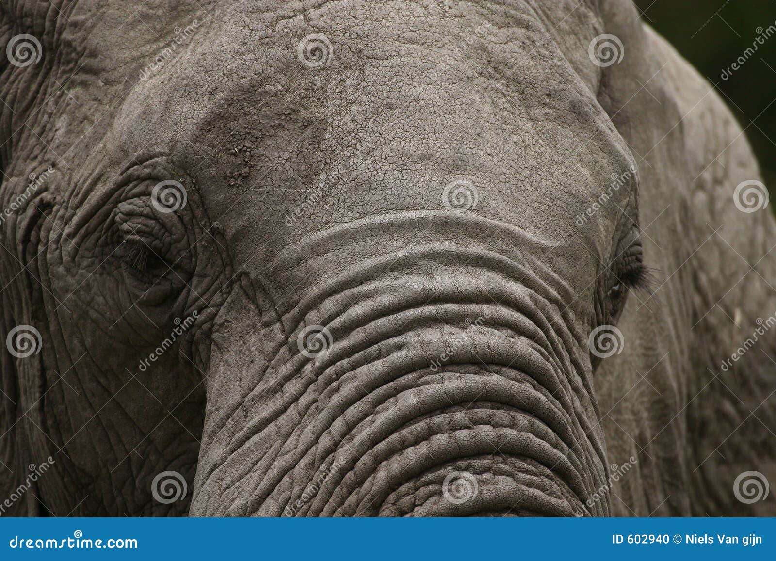 Old, crusty elephant stock photo. Image of skin, elephant - 602940