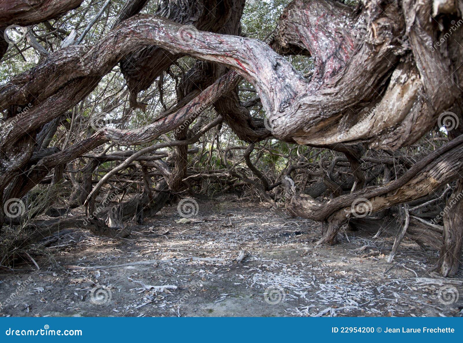 Old cuba tree stock photo. Image of land, travel, growth - 22954200