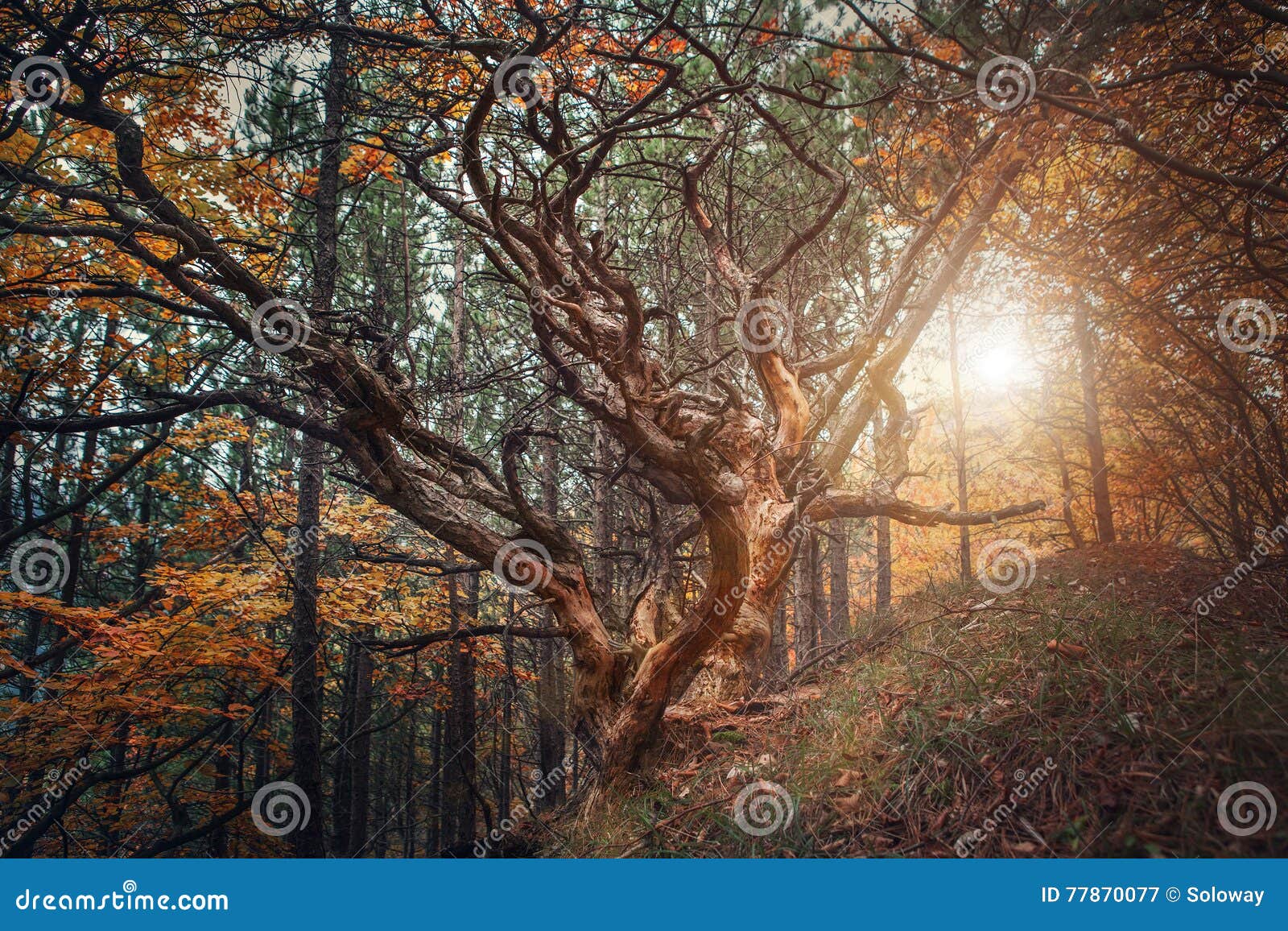 Curved Tree Stock Photography | CartoonDealer.com #51132686