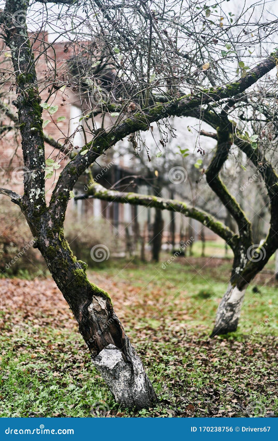 Curved Tree Branches Stock Photo | CartoonDealer.com #92771898