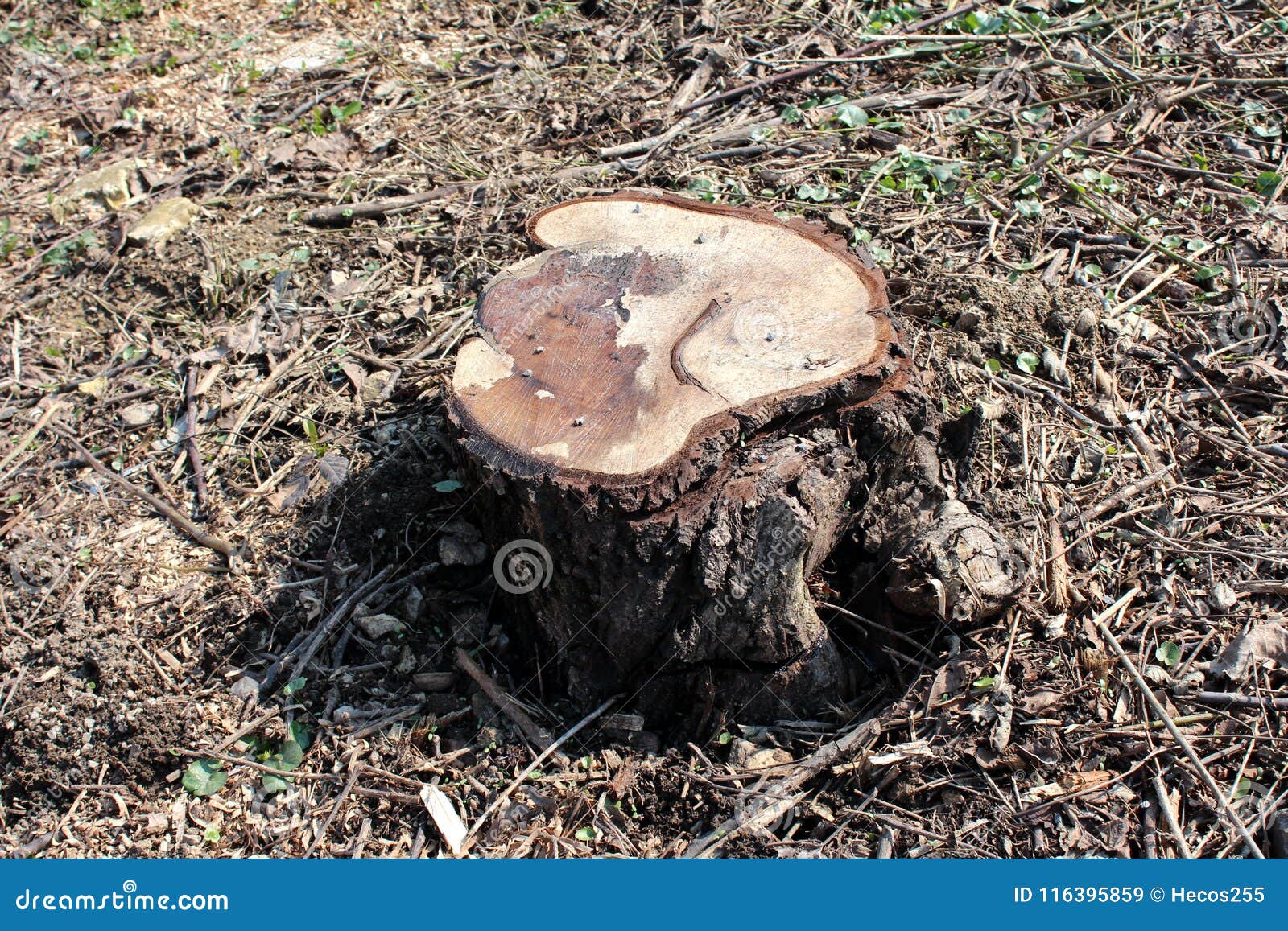 Old Cut Down Tree Stump Surrounded with Dried Branches and Fallen ...