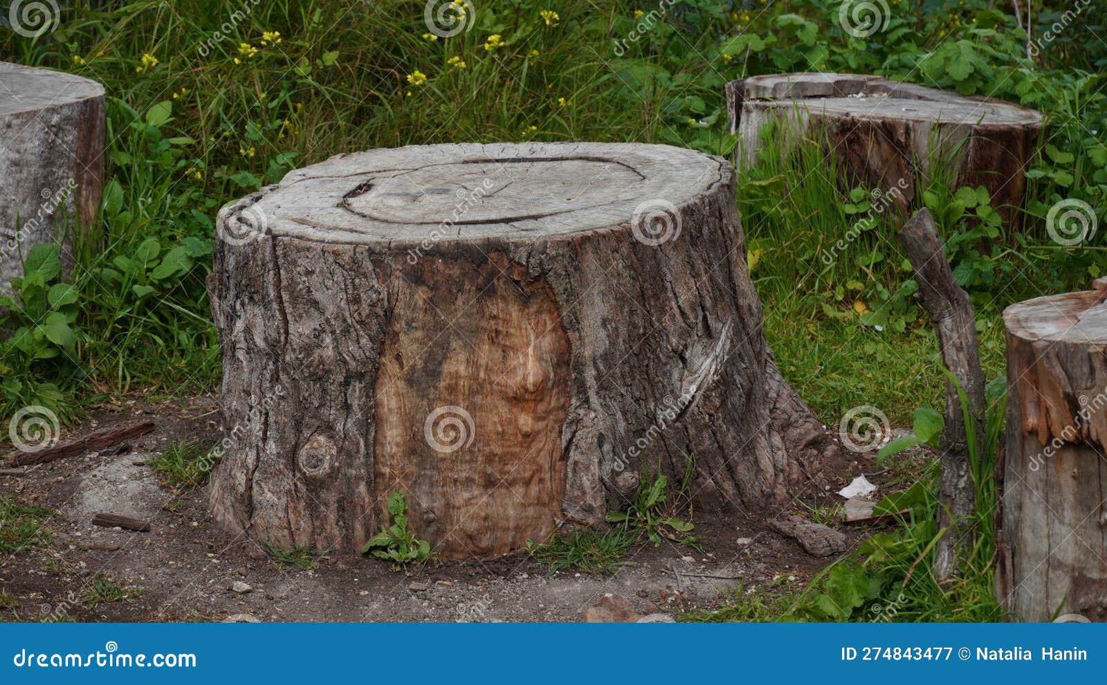 Old Cut Down Tree Stumps with the Age-defining Rings of a Tree Stock ...