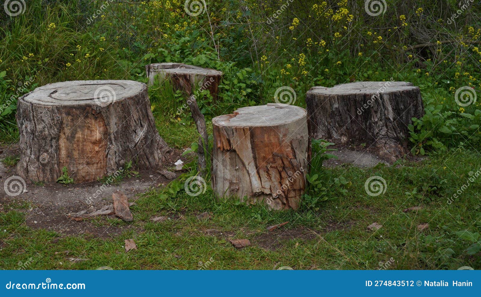 Old Cut Down Tree Stumps with the Age-defining Rings of a Tree Stock ...